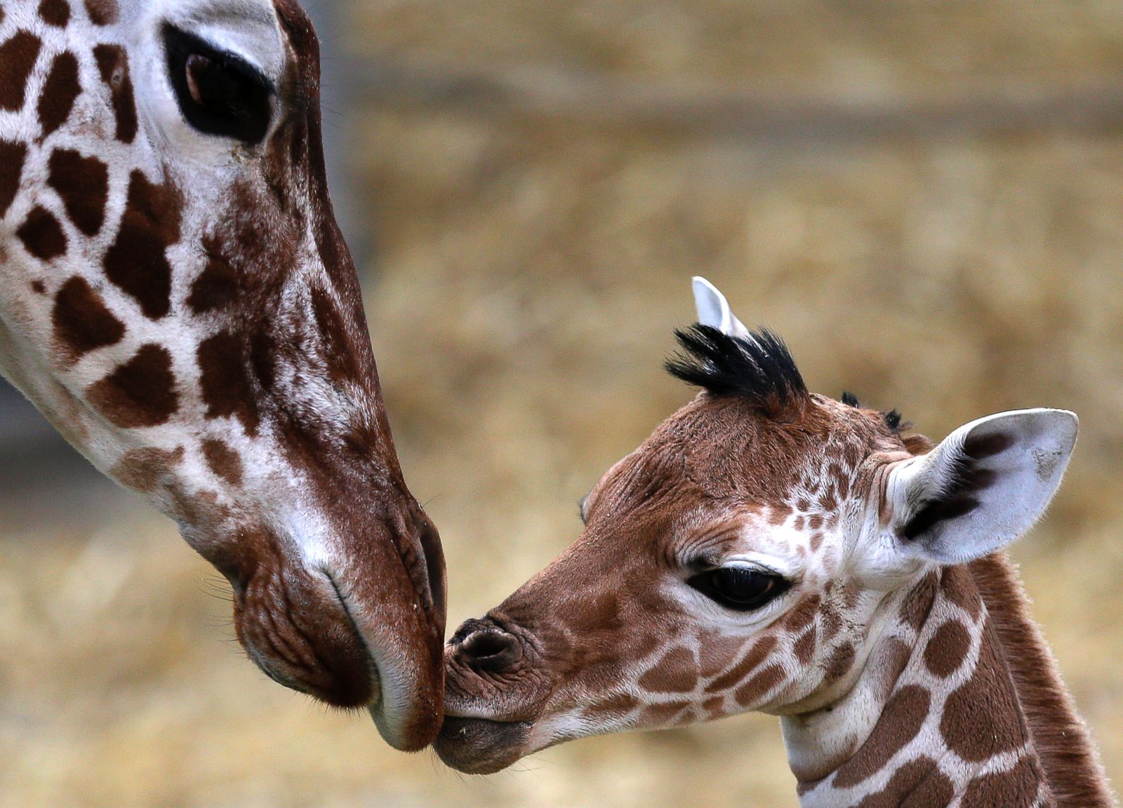 Giraffe Kissing Baby Giraffe