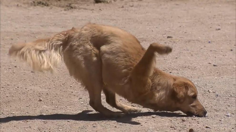 California Couple Seeks Help Solving Puppy s Medical Mystery Of California Couple Seeks Help Solving Puppy s Medical Mystery Of