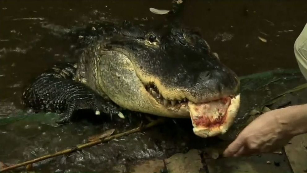 Florida Man Fights To Keep Pizza Eating Alligator Video ABC News Florida Man Fights To Keep Pizza Eating Alligator Video ABC News
