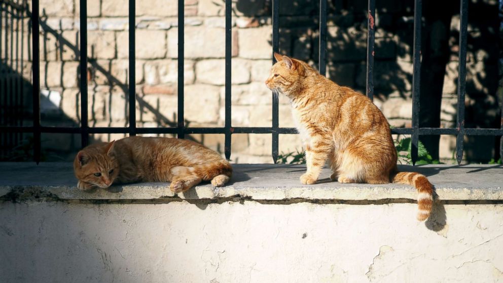Mutilated Cat Believed To Be 13th In String Of Grisly Feline Murders