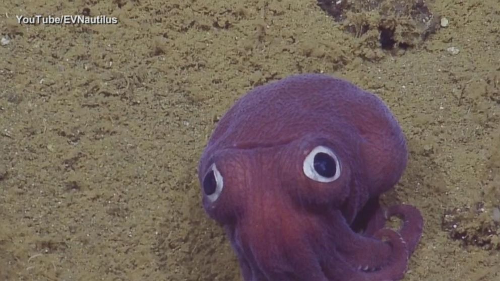 Squid Weird Pict